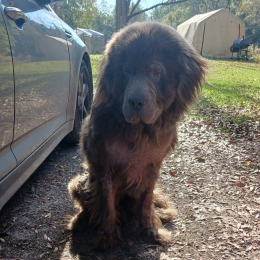 Newfoundland Rescue of Florida